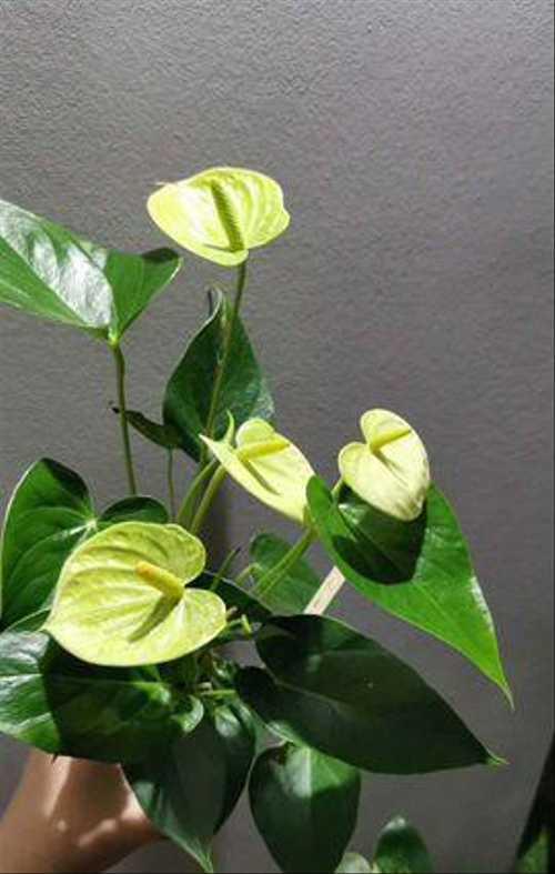 Антуриум, Ваниль