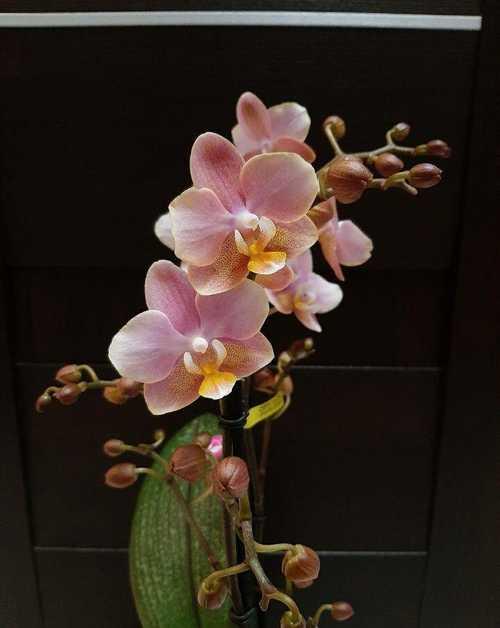 Парфюмерные фабрики орхидеи разновидности фото