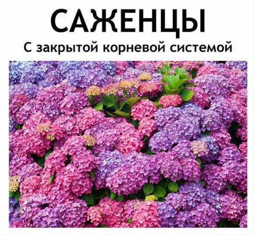 Саженцы сибирские