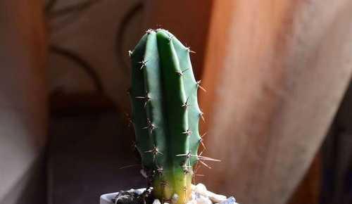 Myrtillocactus geometrizans (Миртилокактус) (SCT27
