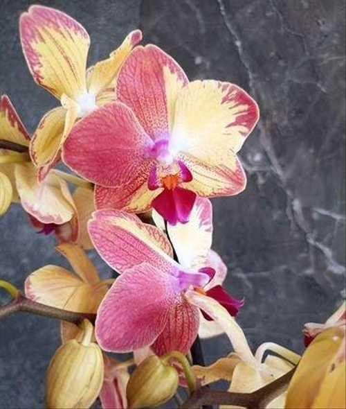 Орхидея фаленопсис Papagayo с мутацией