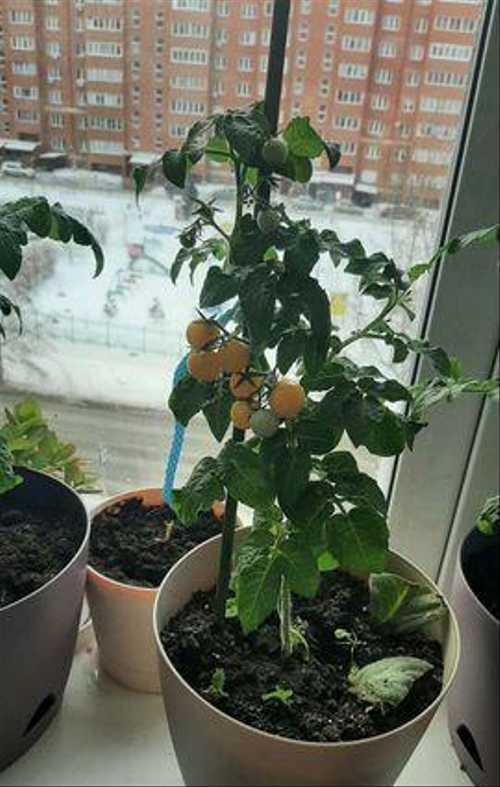 Томат зимний огород на подоконнике