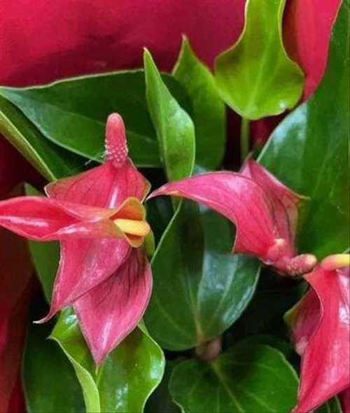 Антуриум Фламинго Петит(Триллион Ред)