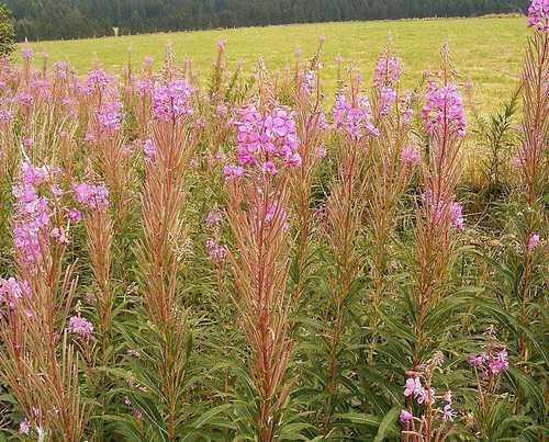 Иван-чай семена
