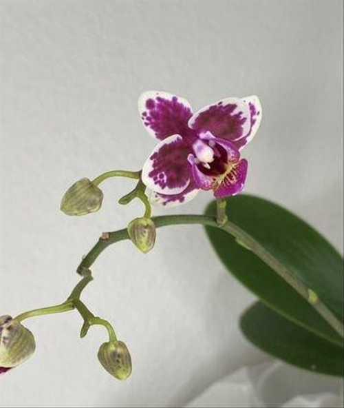Орхидея фаленопсис, азия