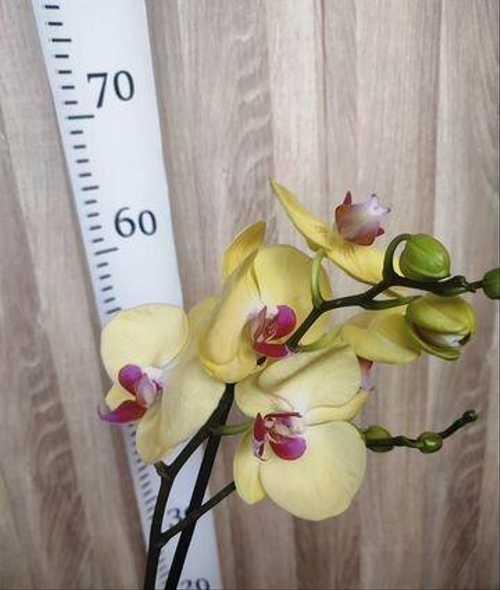 Орхидея LimeLight