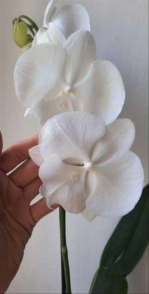 Орхидея белая биглип