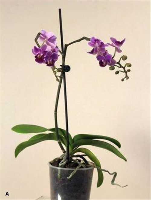 Орхидея фаленопсис мультифлора violet queen