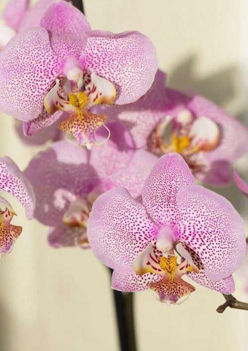 Орхидея Фаленопсис Formation