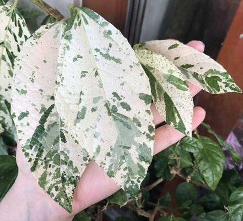 Ficus erecta variegata