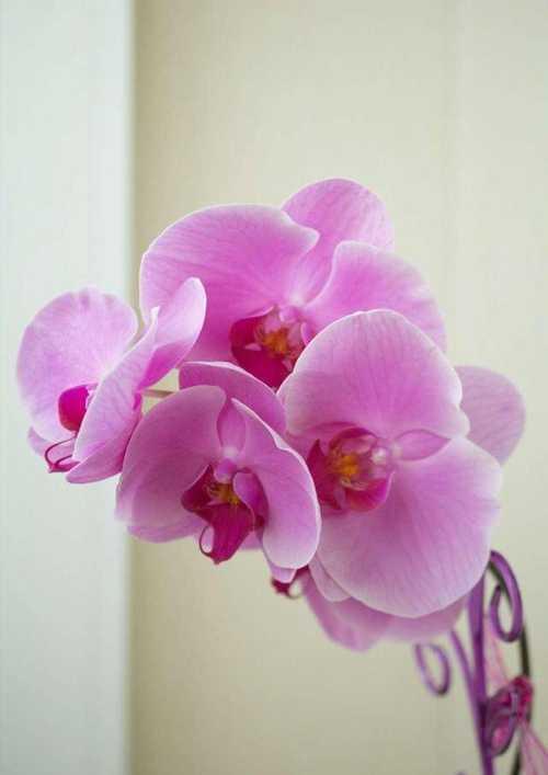 Орхидея Фаленопсис Pink Lady