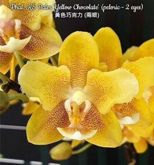 Орхидея KS Balm Yellow Chocolate (peloric 2 eyes)