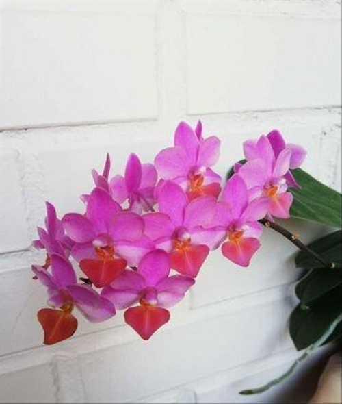 Орхидея Liu's Triprince Pink