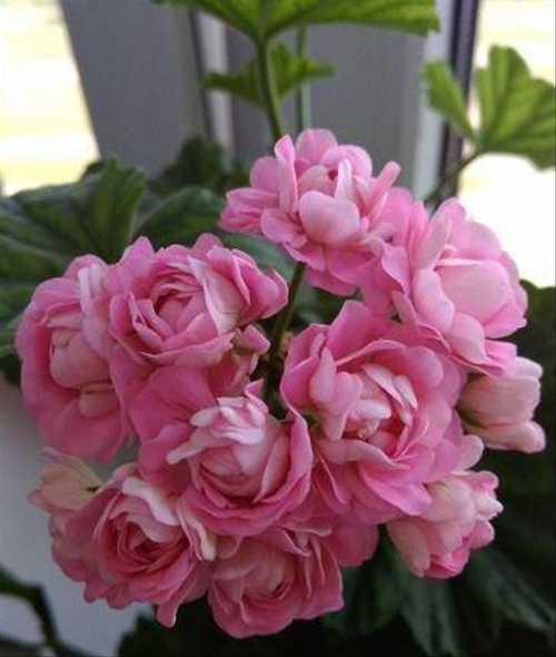 Пеларгония мисс роза фото и описание сорта