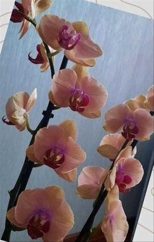 Орхидея фаленопсис карибия