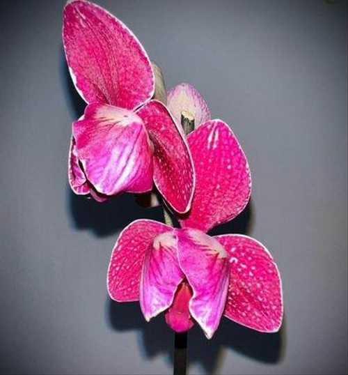 Орхидея фаленопсис пелорик Кимоно цветущий