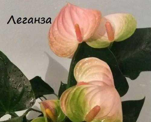 Антуриум Диамонд Леганза Anthurium Leganza