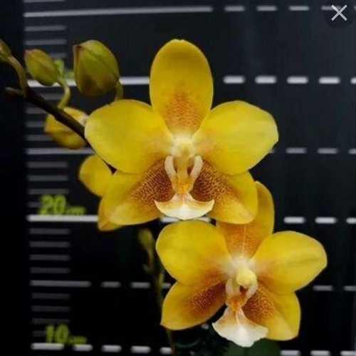 Орхидея фаленопсис Жёлтый шоколад