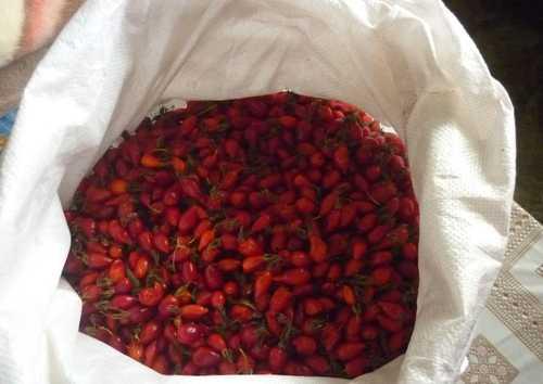 Продам шиповник