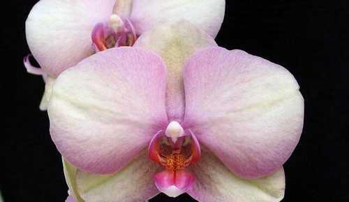 Орхидея фаленопсис I Lan Duke