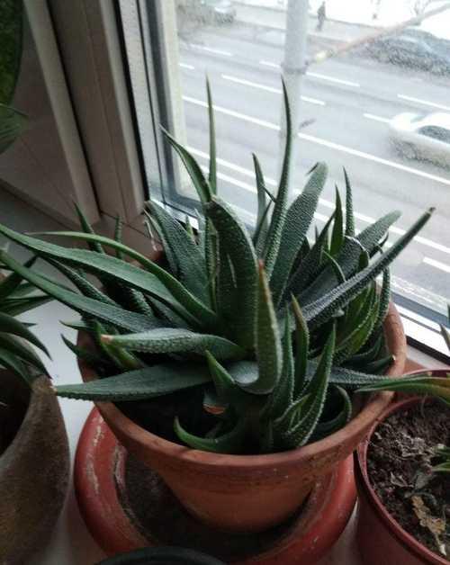 Хавортии оттянутые Haworthia attenuata