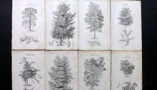 8 Антикварных гравюр Деревья 1844