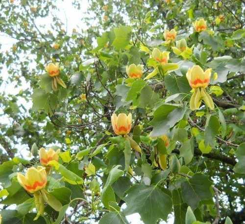 Тюльпанное дерево (Лириодендрон китайский)
