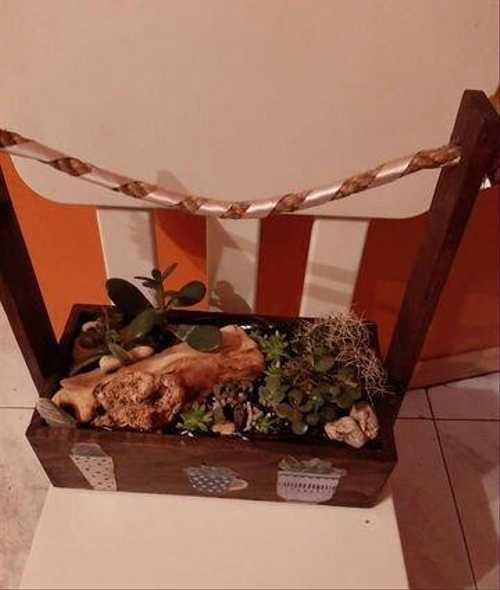 Ящик с кактусами