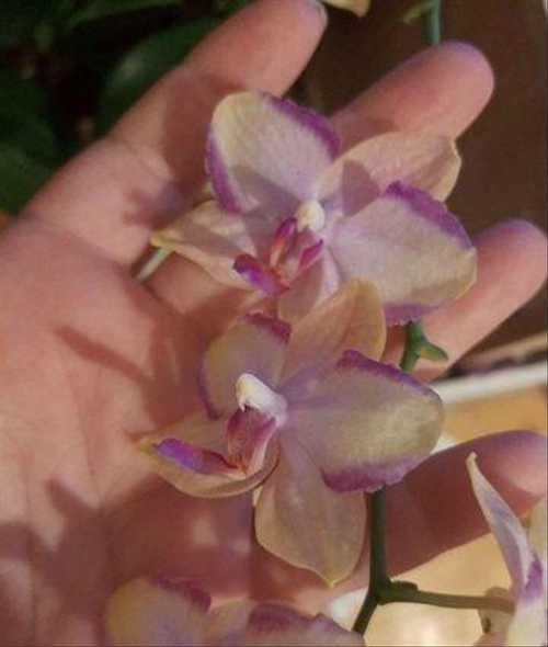 Орхидея Taisuco Jasper