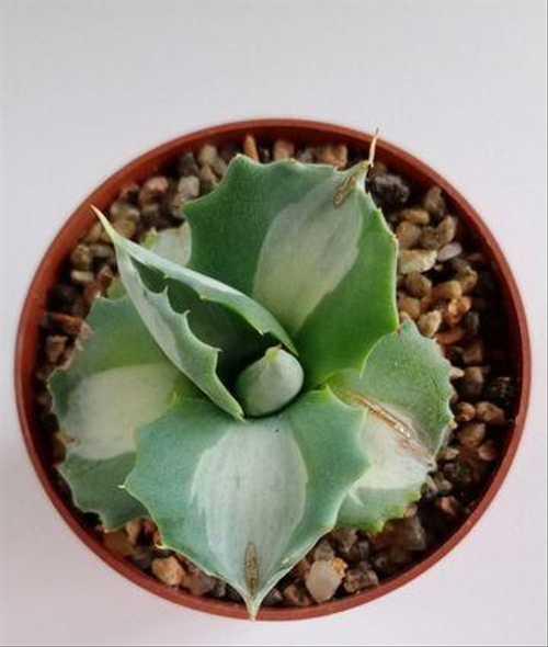 Миниатюрная агава Agave isthmensis ‘Ohi Raijin’