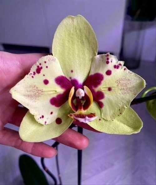 Орхидея фаленопсис Пескара бабочка