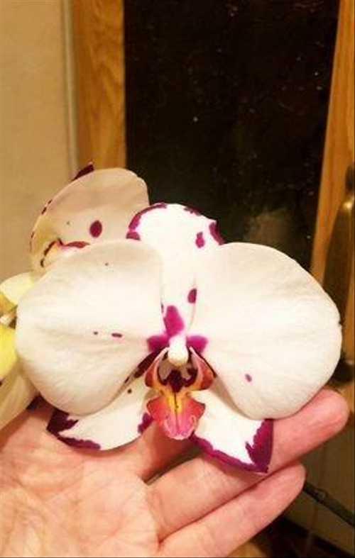 Сортовая орхидея фаленопсис цветущая с бутонами