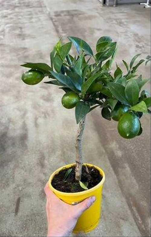 Цитрус лимонное дерево