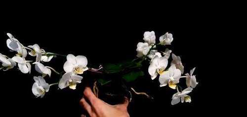 Орхидея фаленопсис Мультифлора белая 95613 акц