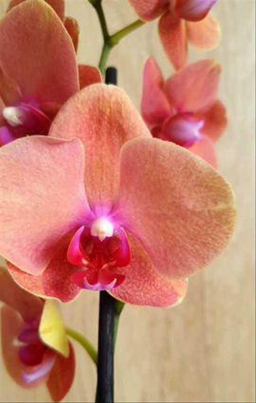 Орхидея фаленопсис Surf Song 2 ветви