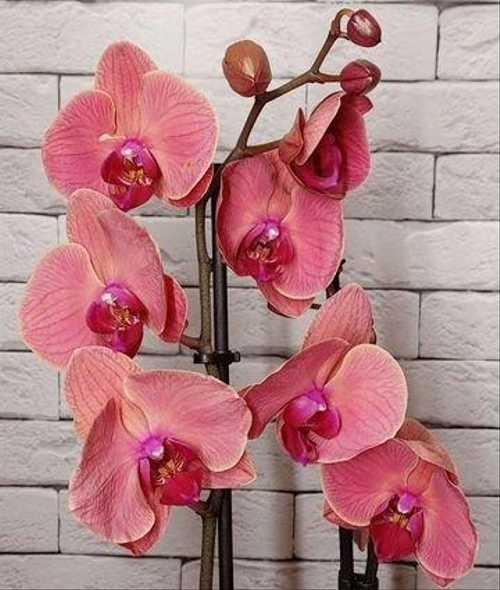 Орхидея фаленопсис "Нарбона"