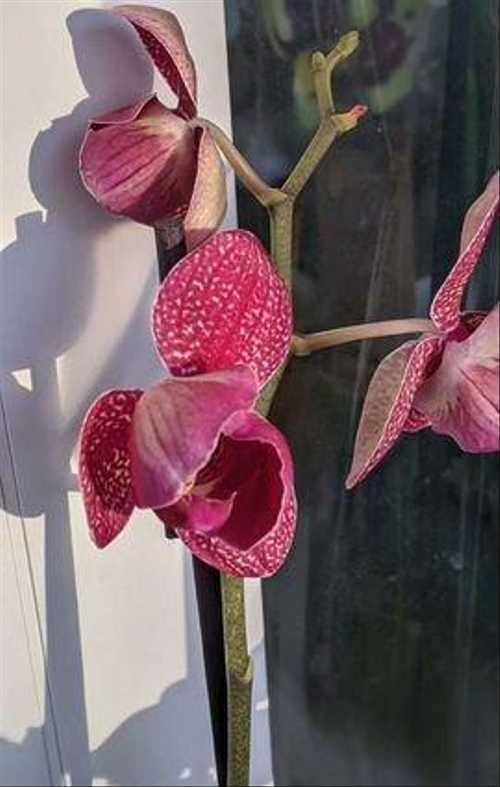 Орхидея Кимоно Пелор