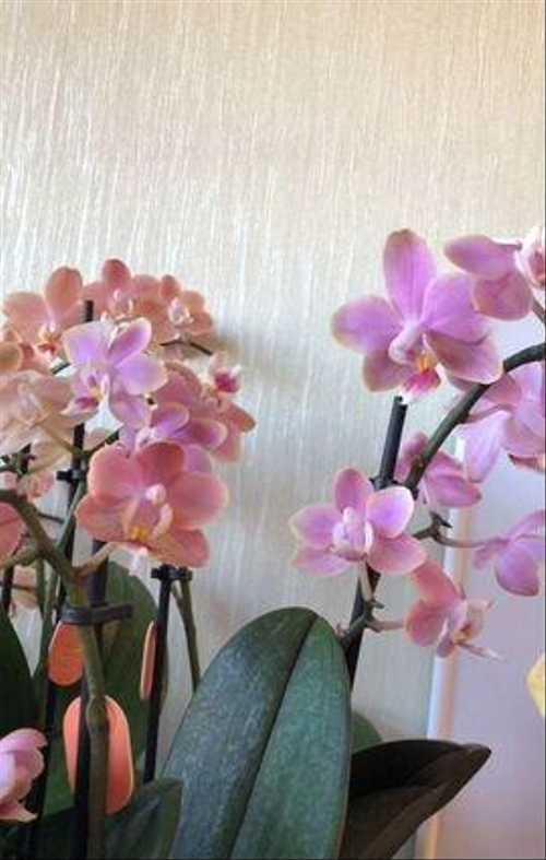 Орхидея парфюмерная фабрика Odorion с ароматом