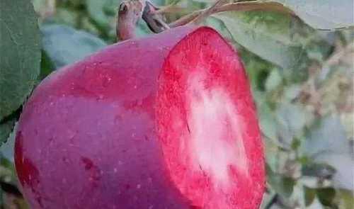 Саженцы красномясых сортов яблони