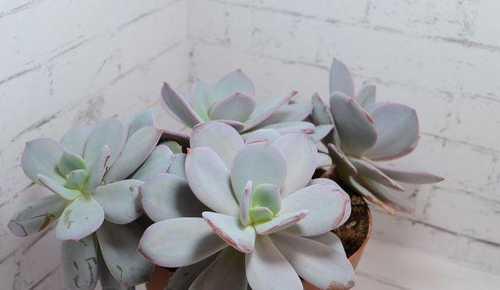 Echeveria Laui hyb. (Эхеверия) (SCT28683)