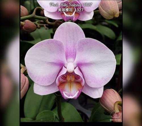Орхидея Phal. Miki Sakura ‘1327’