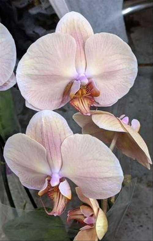 Орхидея леди мармелад каскад