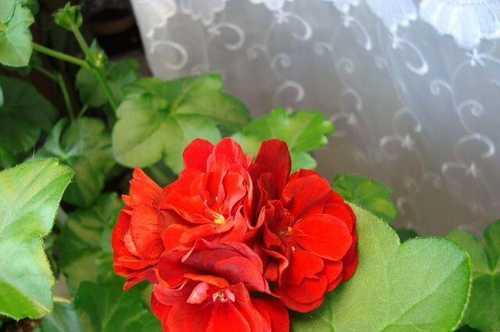 Комнатные цветы Пеларгония, розы Кордана, хойи