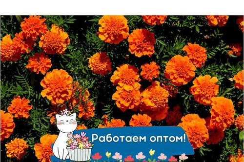 Рассада цветов опт
