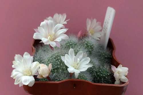 Кактус Rebutia albiflora 106