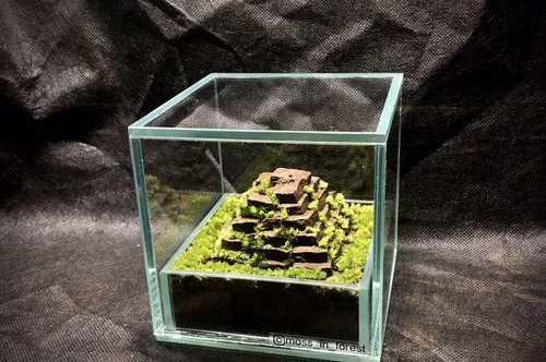 Живой мохариум куб