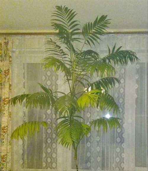 Хамедорея изящная Chamaedorea elegans