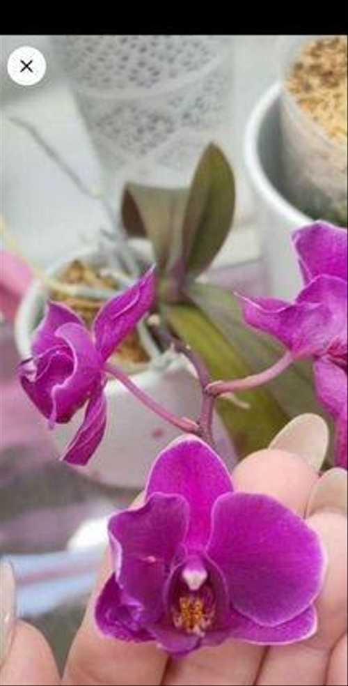 Орхидея фаленопсис полу бабочка