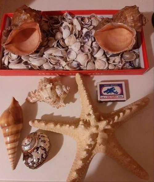 Морская звезда, раковины, ракушки