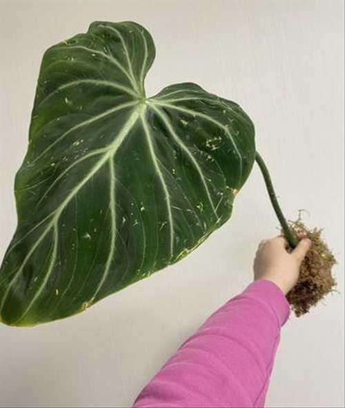 Philodendron gloriosum